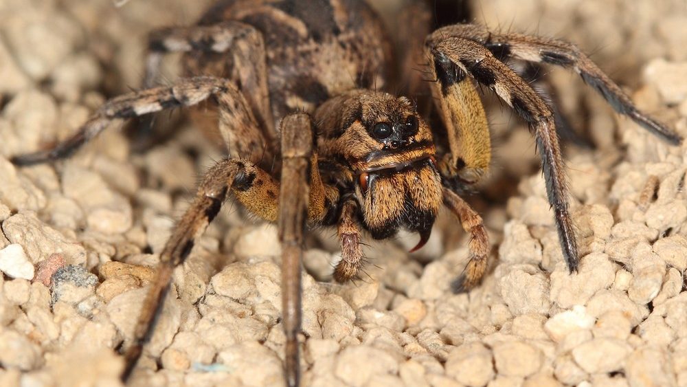 Gift-Tarantel breitet sich immer weiter aus